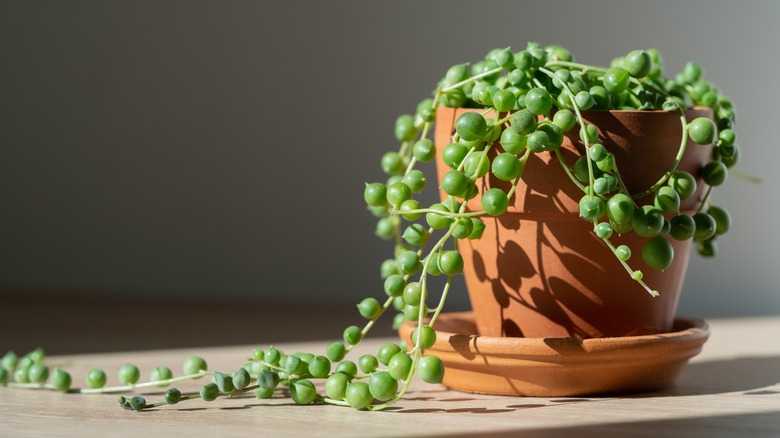 5 best hanging plants for your outdoor space