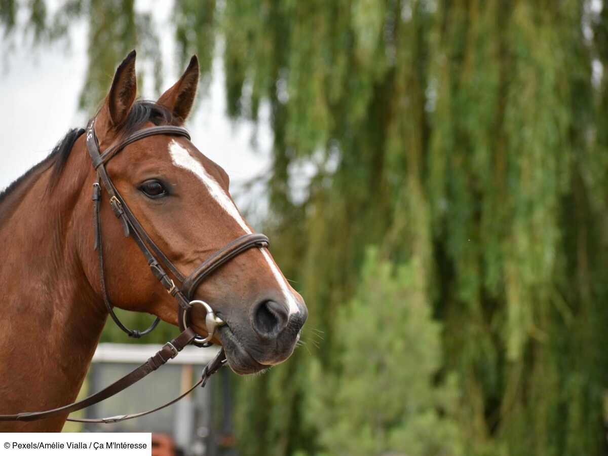 Quelles sont les races de chevaux les plus grandes au monde