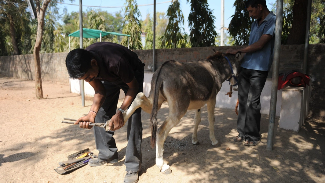 Rescued donkeys thrive after harrowing beginnings