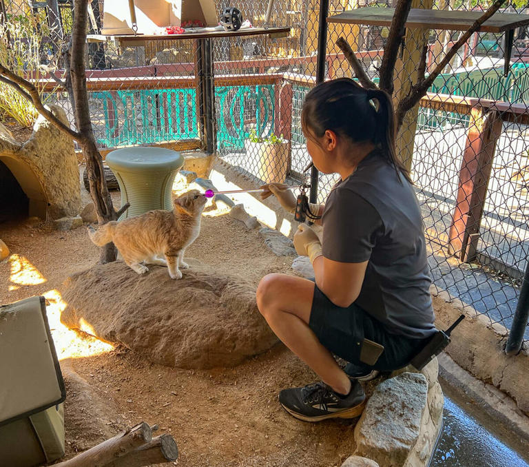 Folsom City Zoo at a crossroads as council weighs sanctuary's financial ...