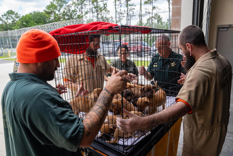 Inmates foster puppies and kittens in innovative Florida program