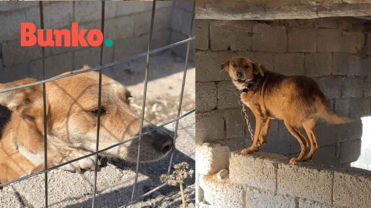 Dos perros encadenados fueron rescatados de una prisión de suciedad y ...