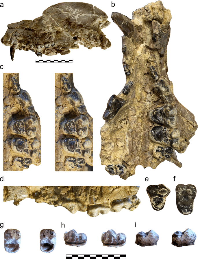 Scientists uncover a new 16-million-year-old bear-dog species in Spain ...