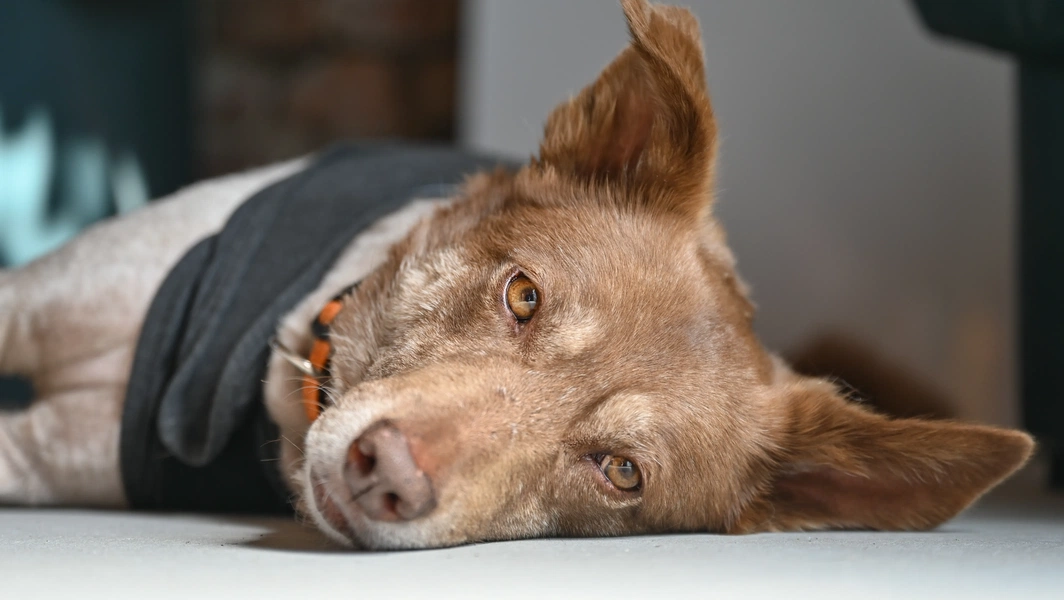 Recognizing signs of a dog’s final stage