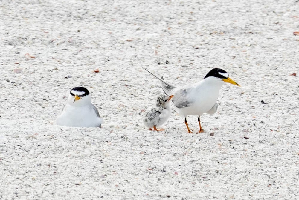 Shorebird colonies active on Anna Maria Island, newly hatched chicks ...