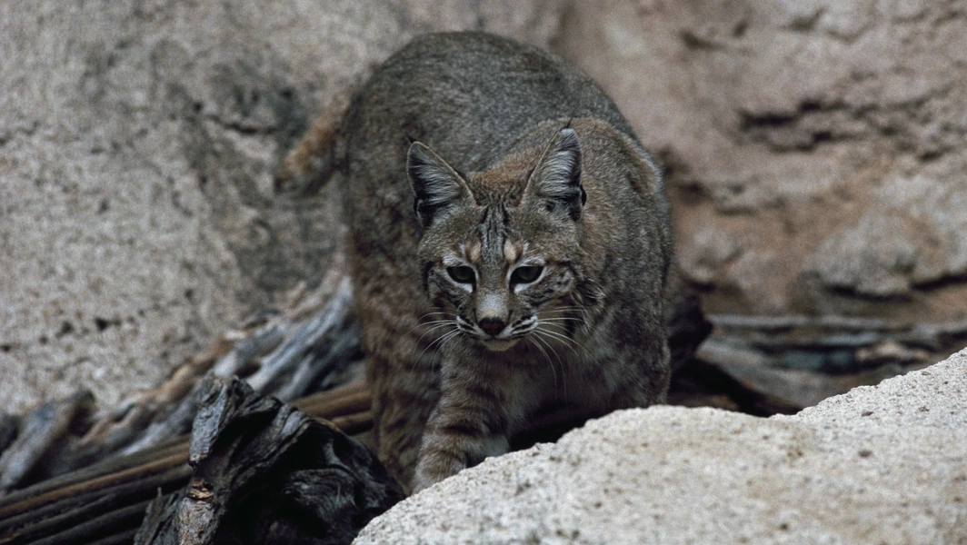 Bobcat-domestic cat hybrid facts and challenges