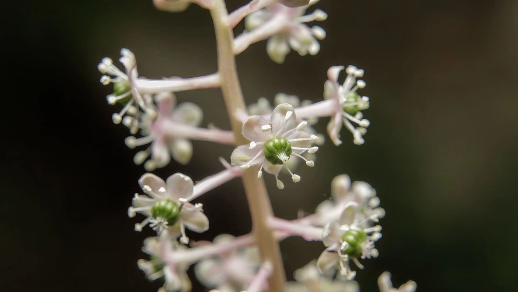 12 beautiful but dangerous plants