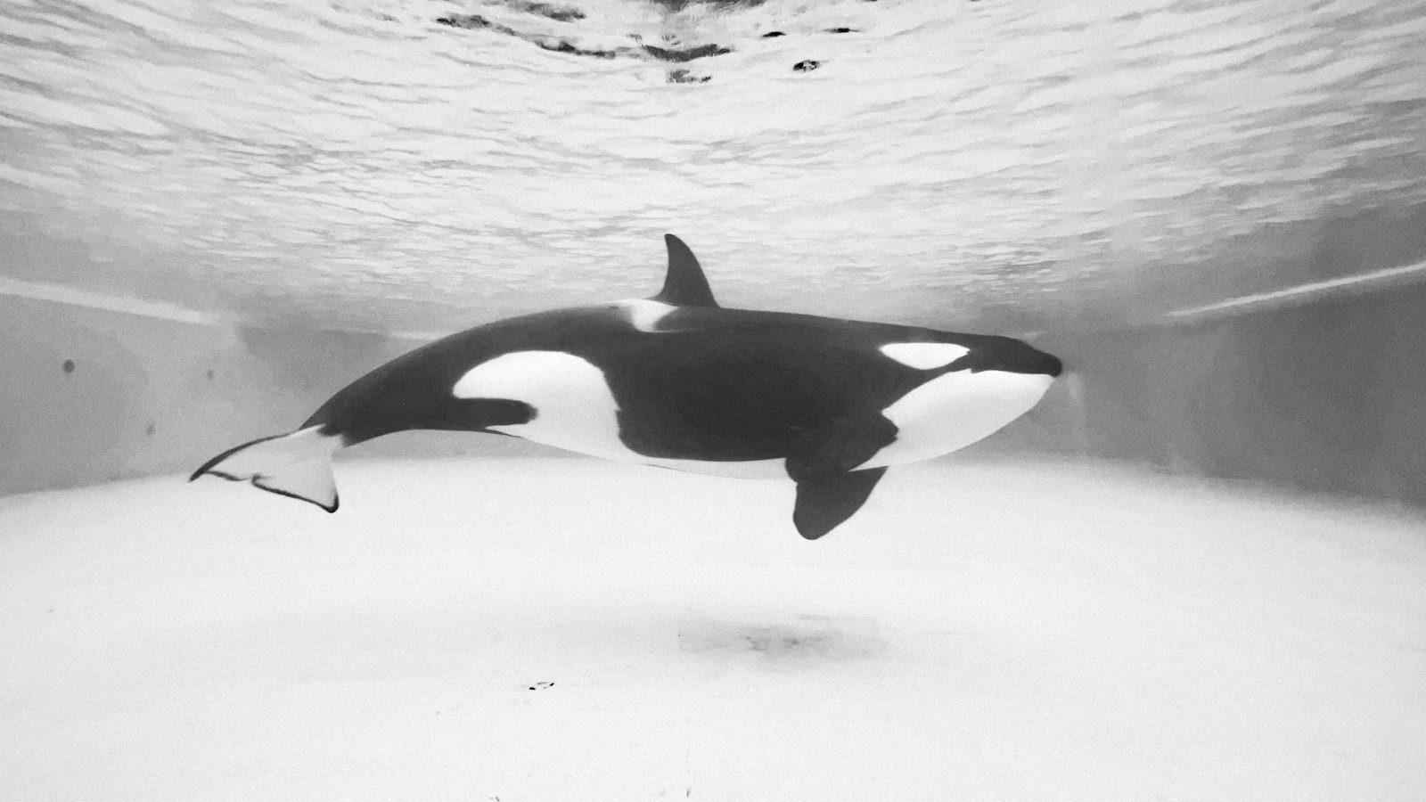 This whale shouldn’t be alive after forty but she still leads her family