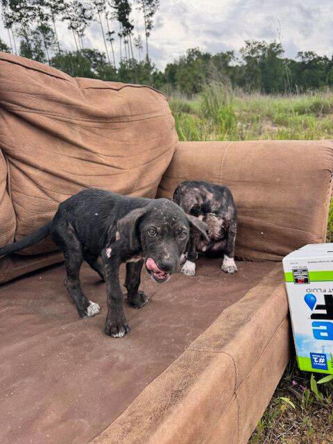 Puppy stops car and leads rescuer to his siblings living on an ...