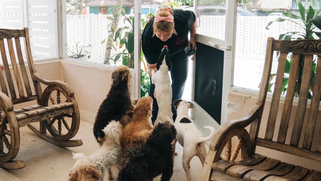 Rescue dogs find trust and homes through patience and community events