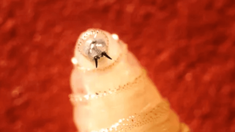 Alabama tightens animal entry rules after New World screwworm found in ...