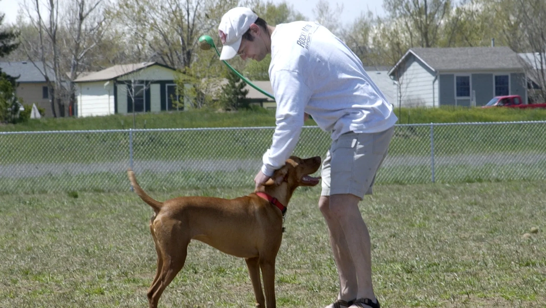 How dogs understand words, tone, and body language