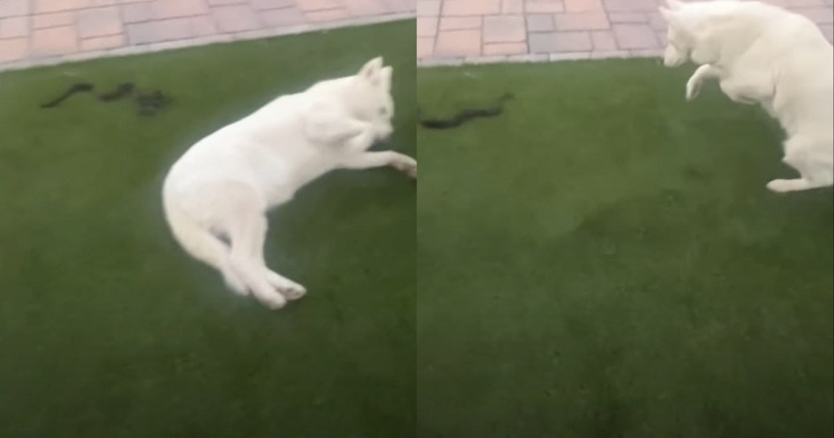 Stubborn dog suddenly becomes extremely cooperative after noticing snake