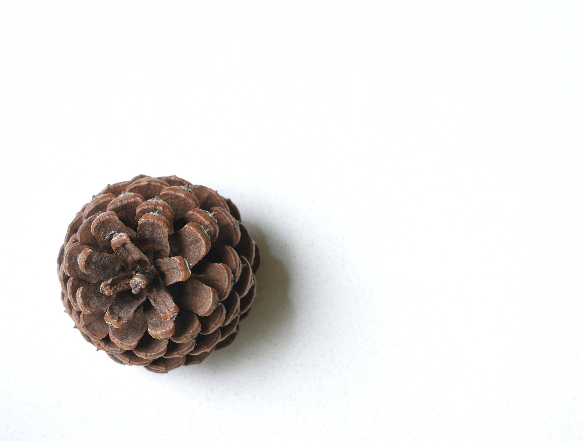 Kid with pine cone puts hole in masterpiece