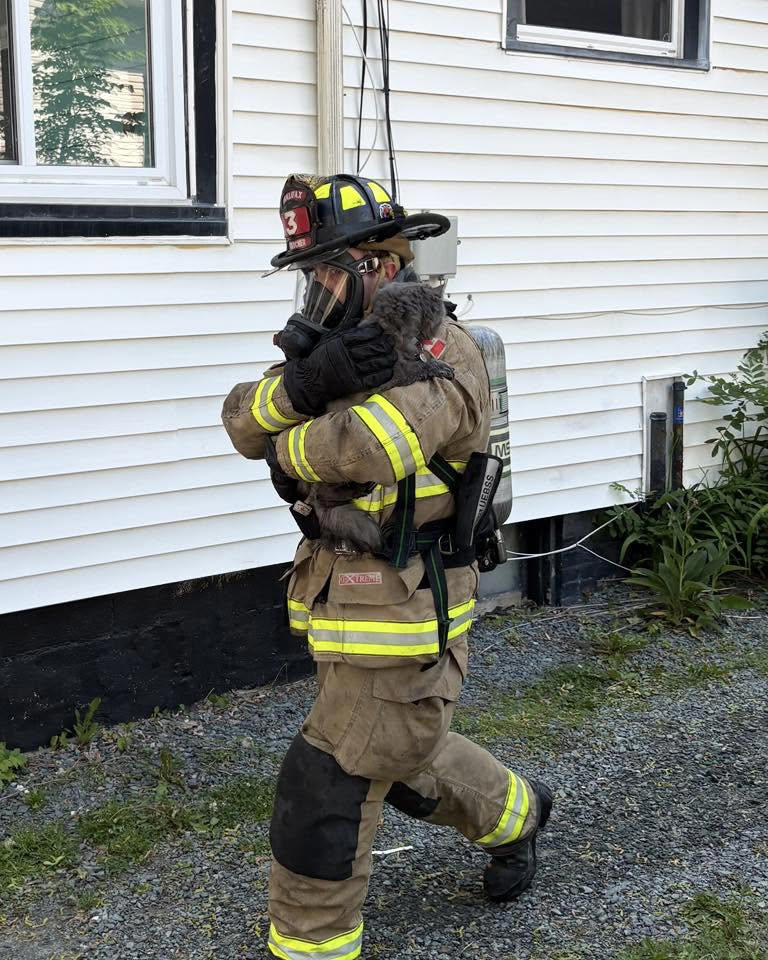 Cat 'happy to be found,' rescued from Halifax house fire