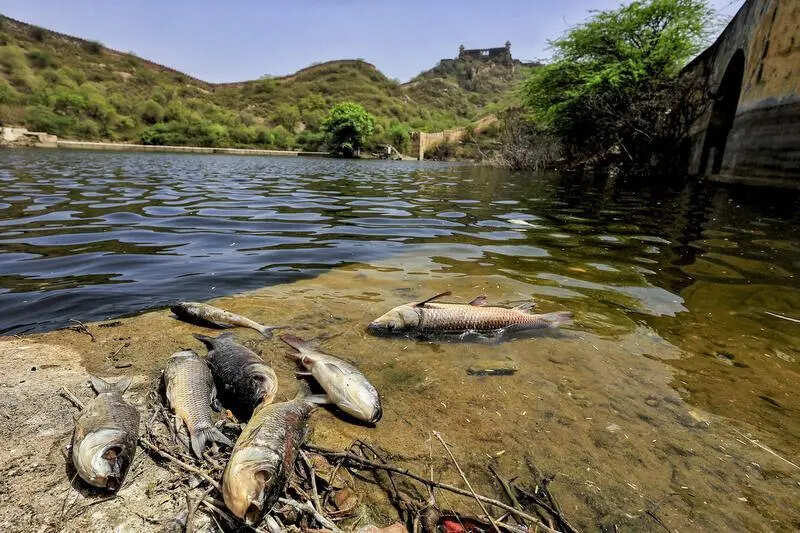 Pollution Control Board notice to Mandi DIC over death of fish in Ratti ...