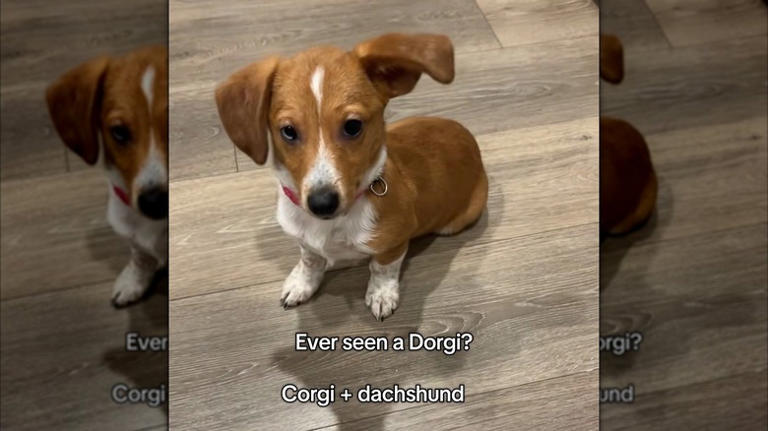 Dachshund-corgi mix's perfect puppy dog eyes will make you melt