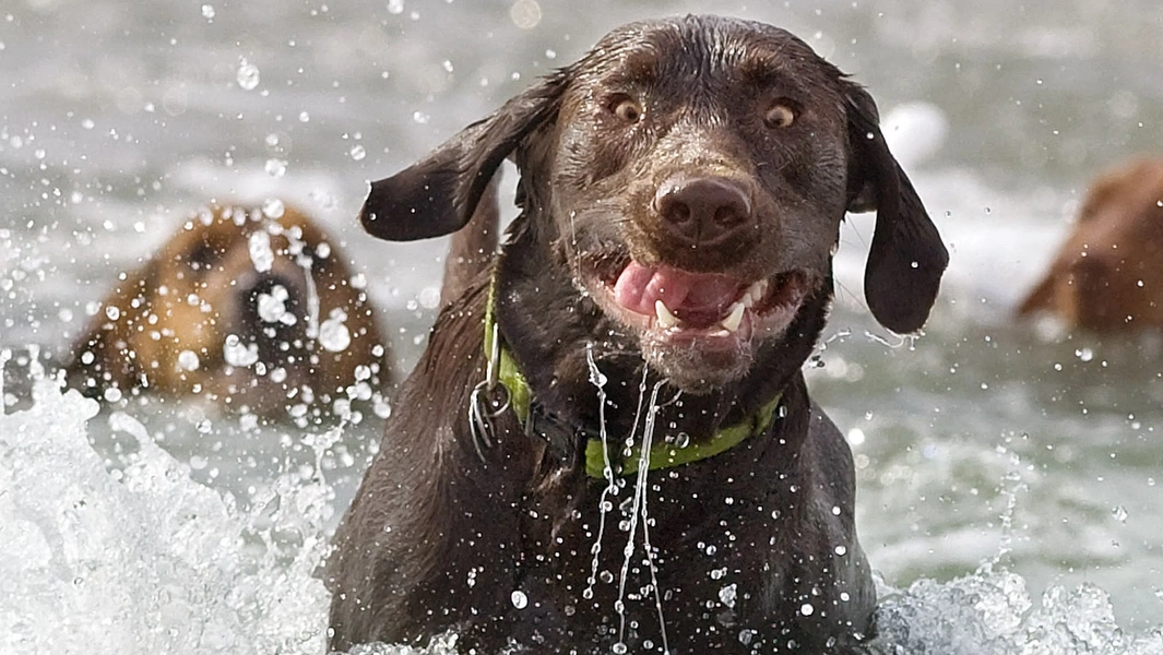 10 heartwarming and funny animal moments