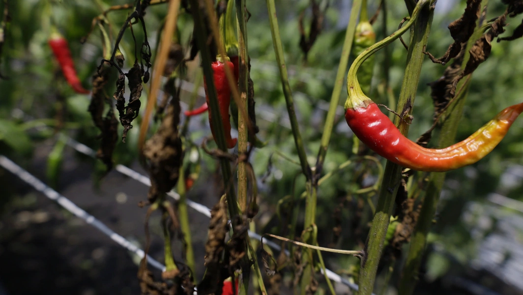 14 common mistakes when growing peppers