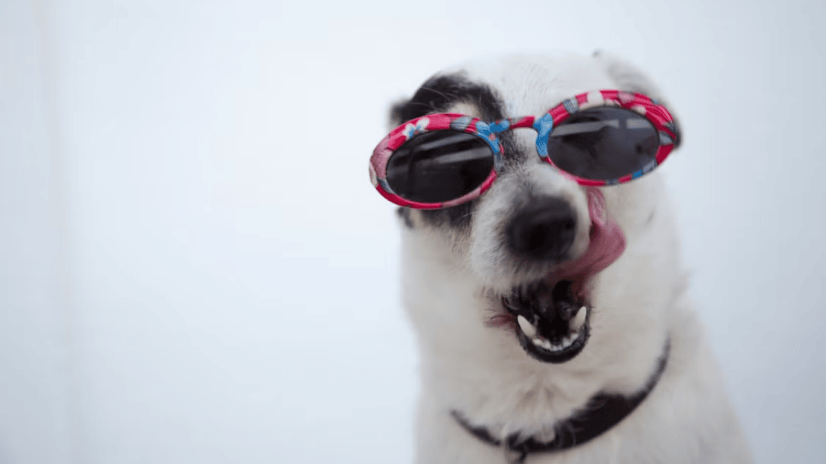 Men's dogs vs. women's dogs: 10 hilarious differences pet owners notice