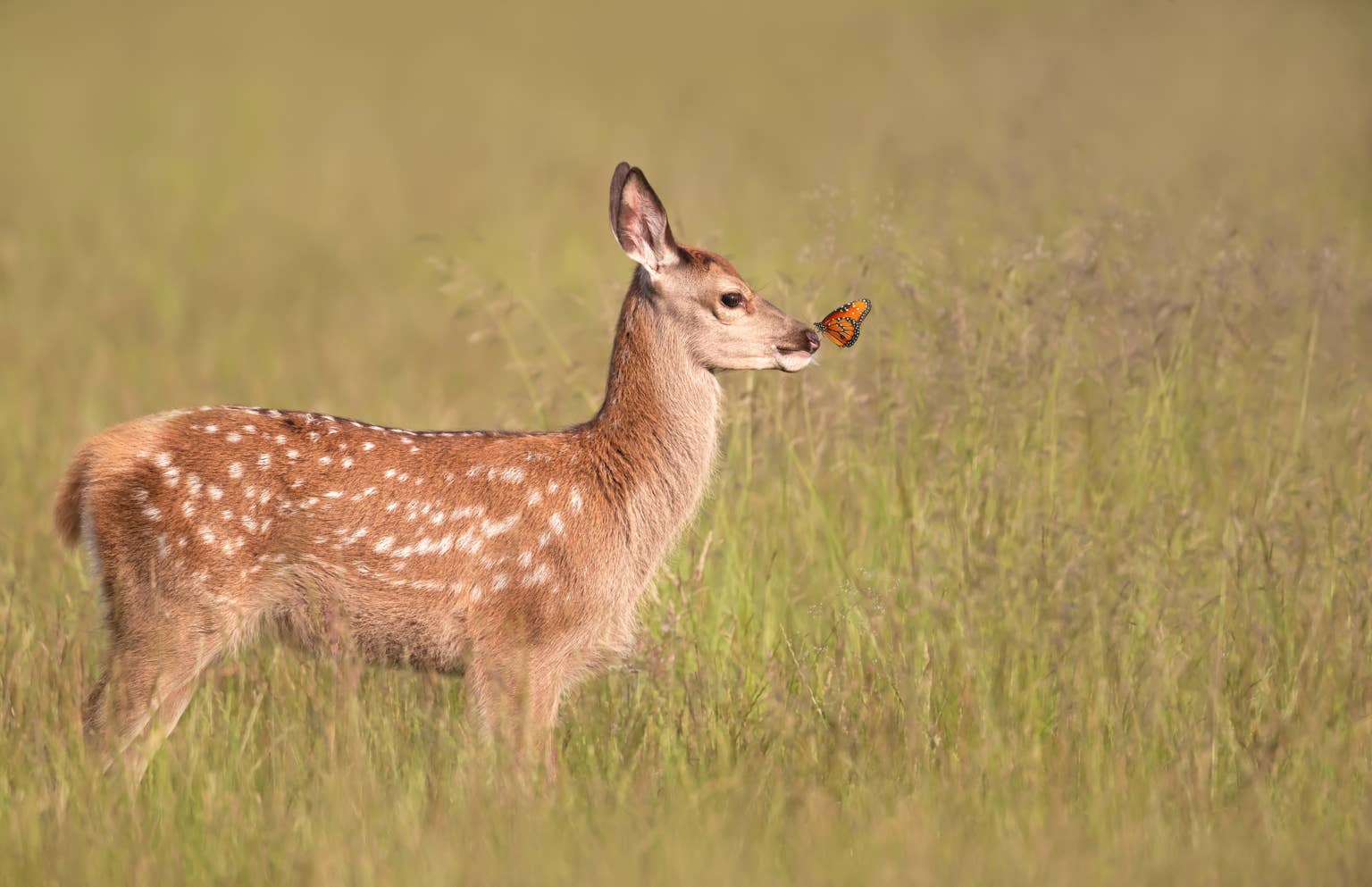 Watch a butterfly comfort a fawn in a heartwarming Minnesota video