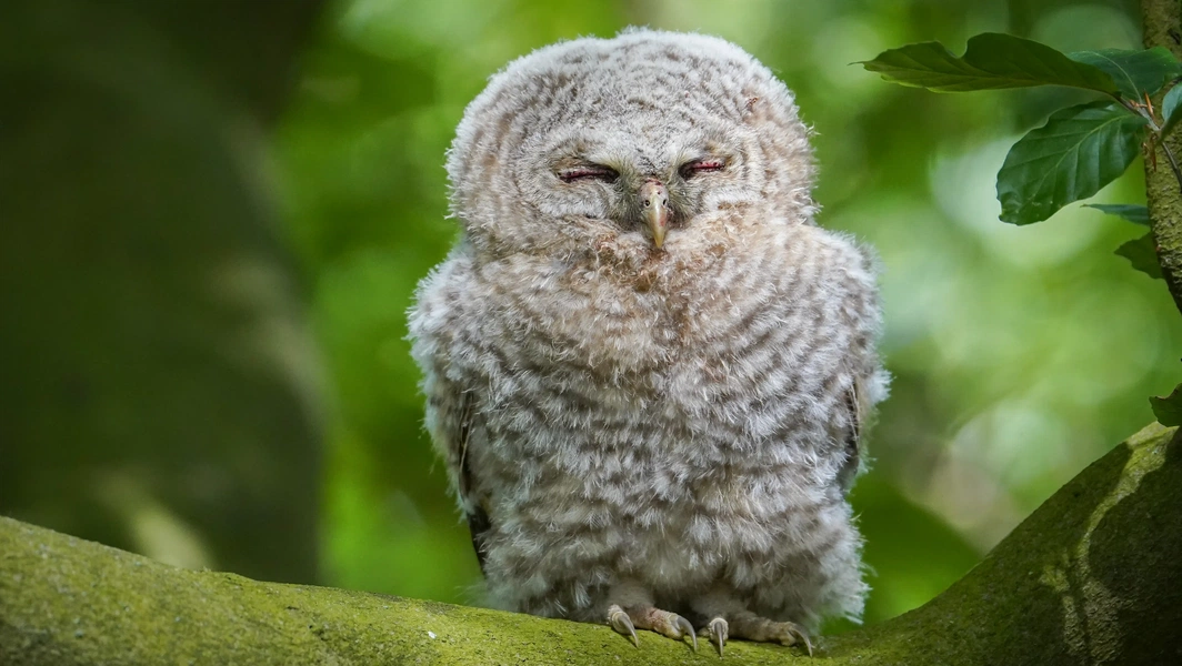 9 charming front-facing bird portraits