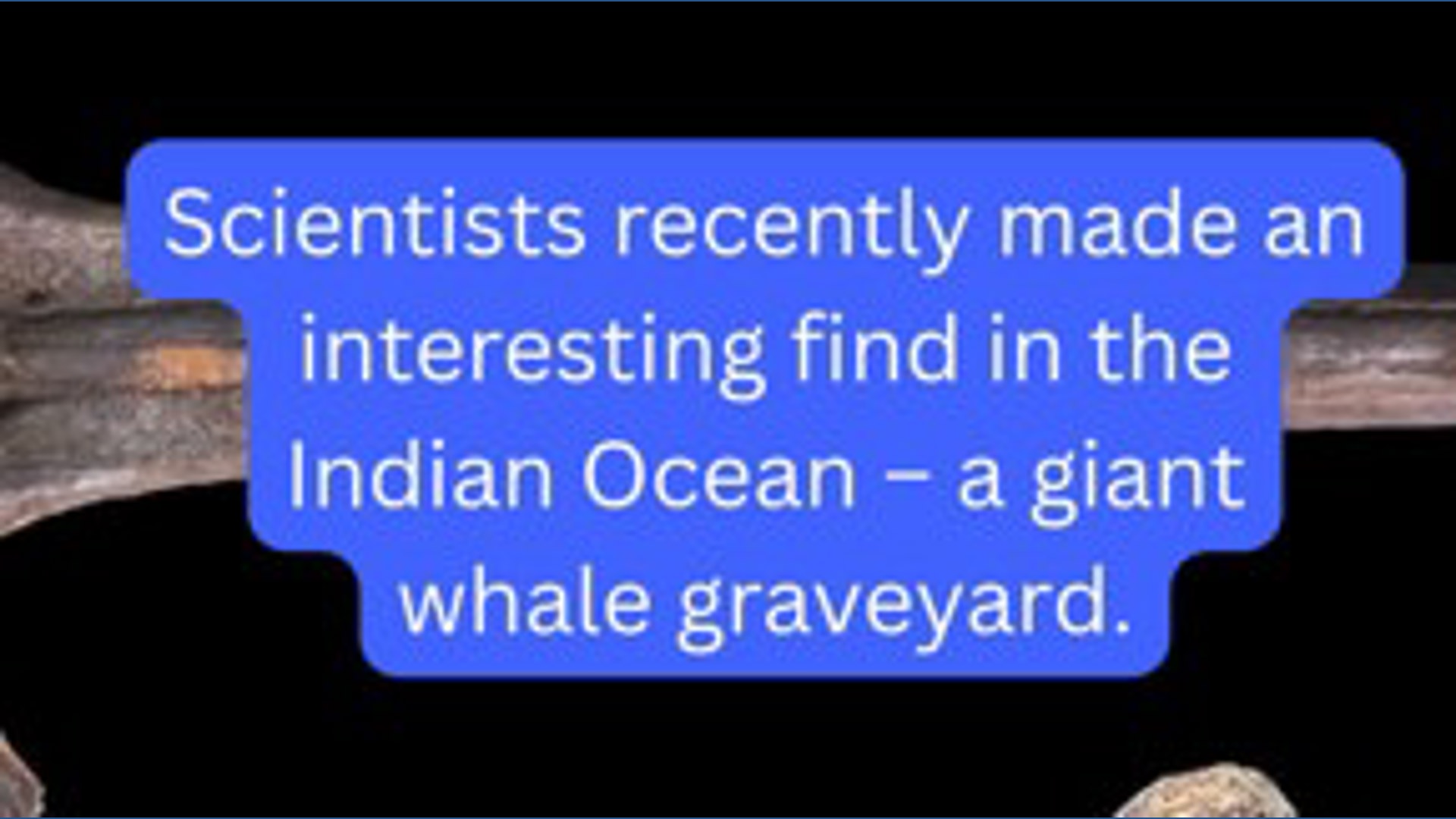 Scientists find whale graveyard deep in Indian Ocean