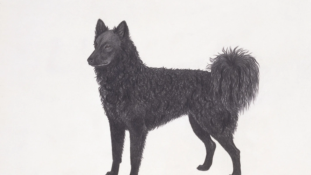 11 rare and remarkable dog breeds