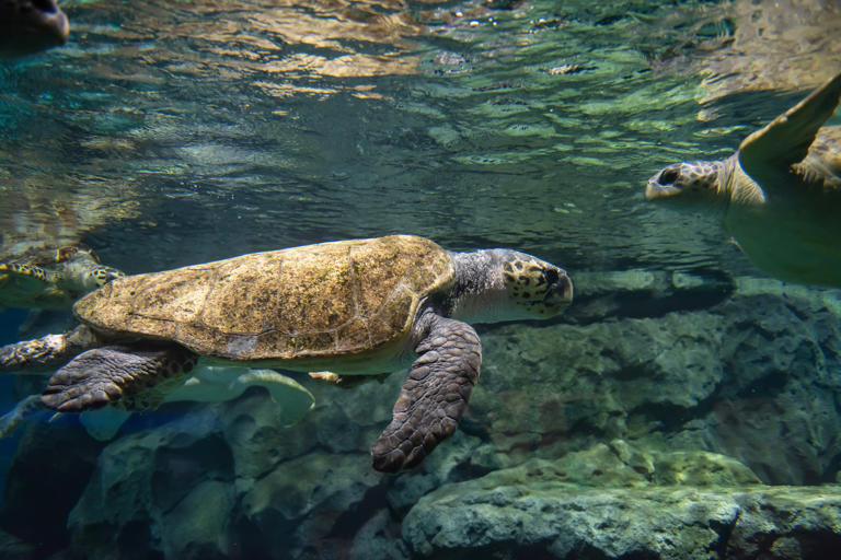 China claims 'spy turtles' and 'spy fish' are mapping its waters