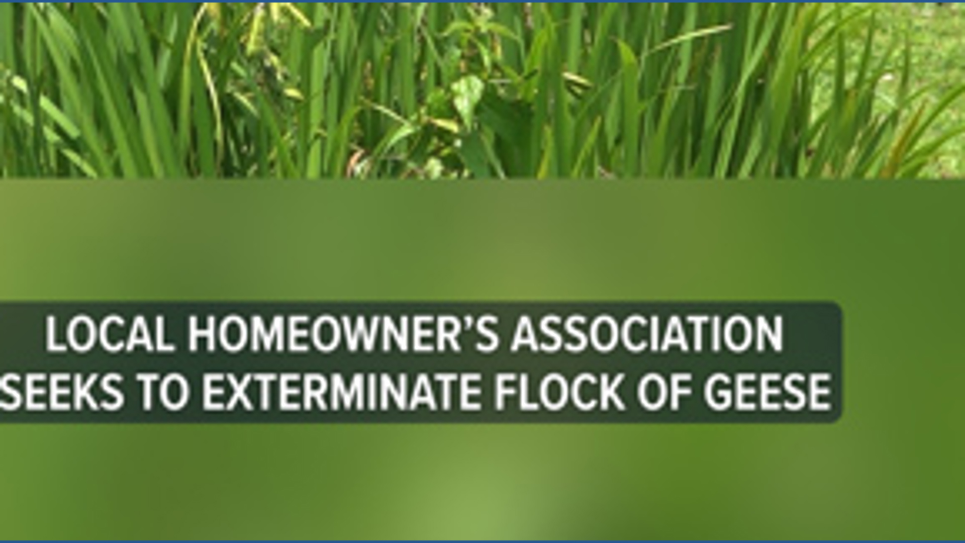 Local homeowner's association seeks to exterminate flock of geese