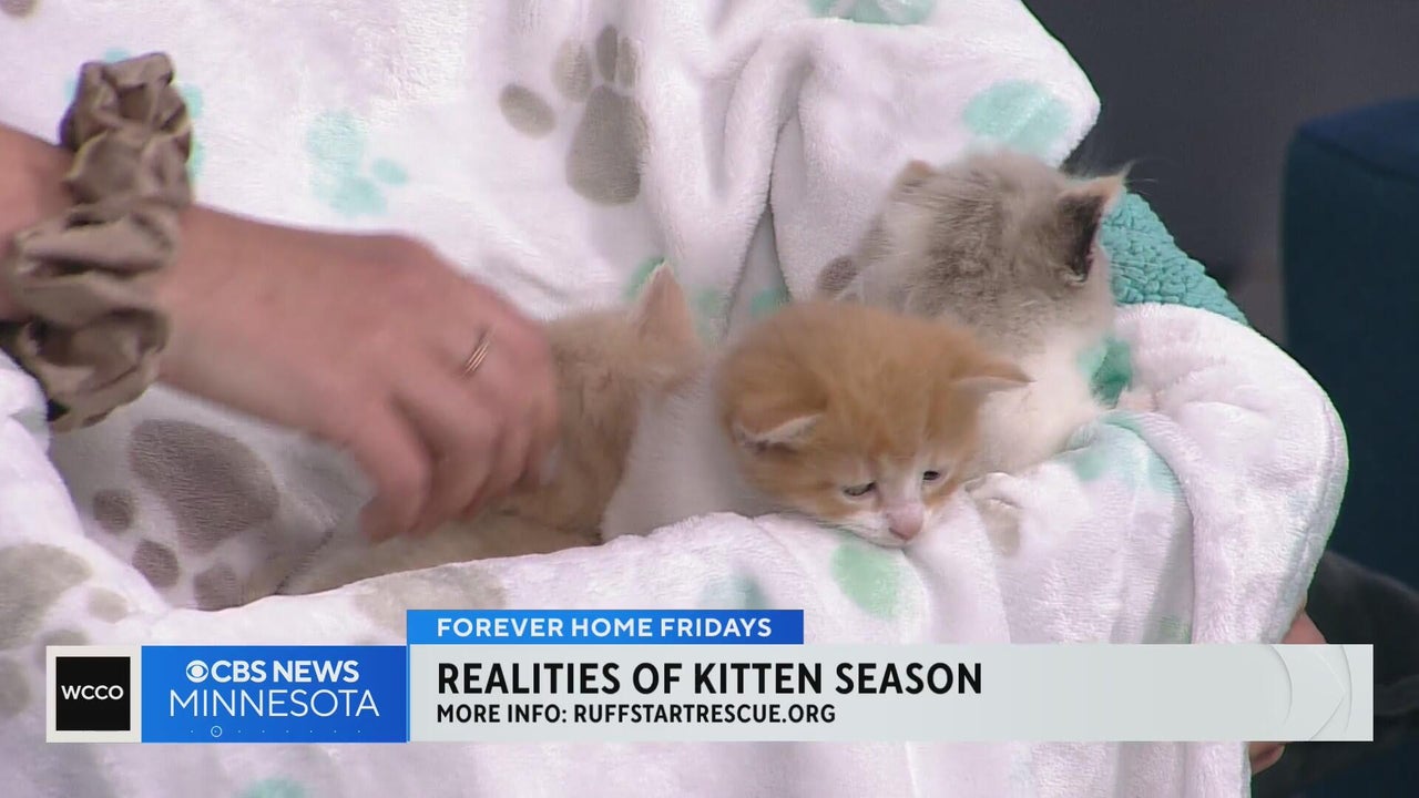 It's kitten season, and these cute ones are almost ready for adoption