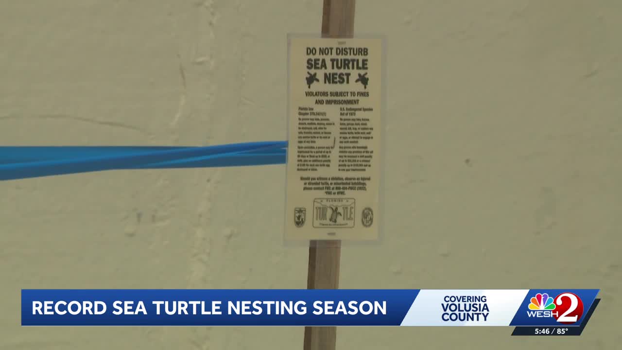 Record nesting season for sea turtles in Volusia County