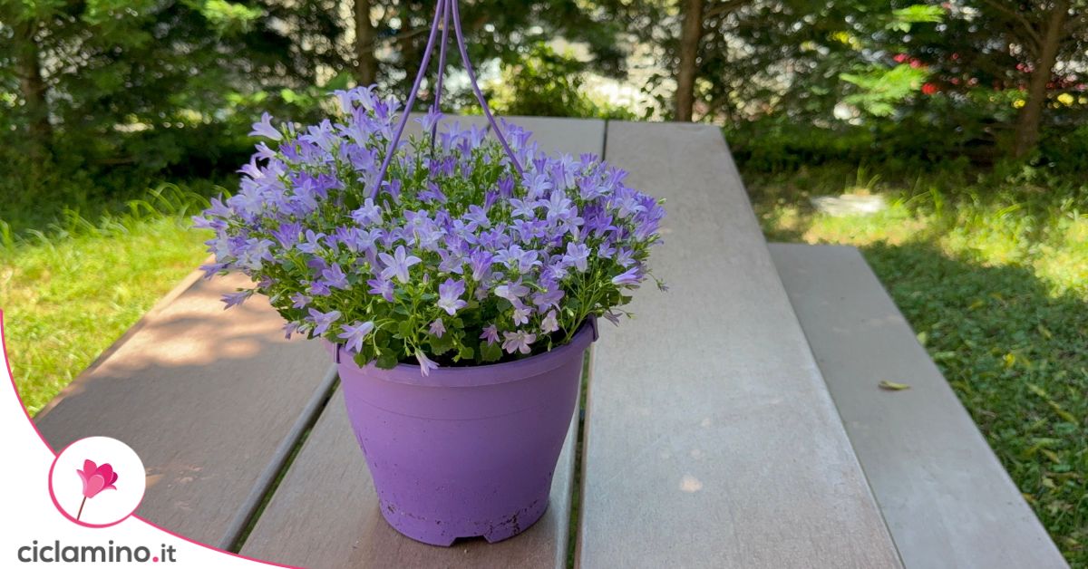 Campanula sul volantino giardinaggio Lidl la pianta perfetta per un ...