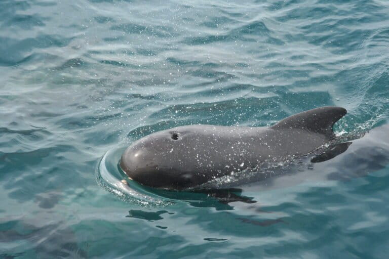 Pilot whales can’t hear each other over ship noise in Strait of ...