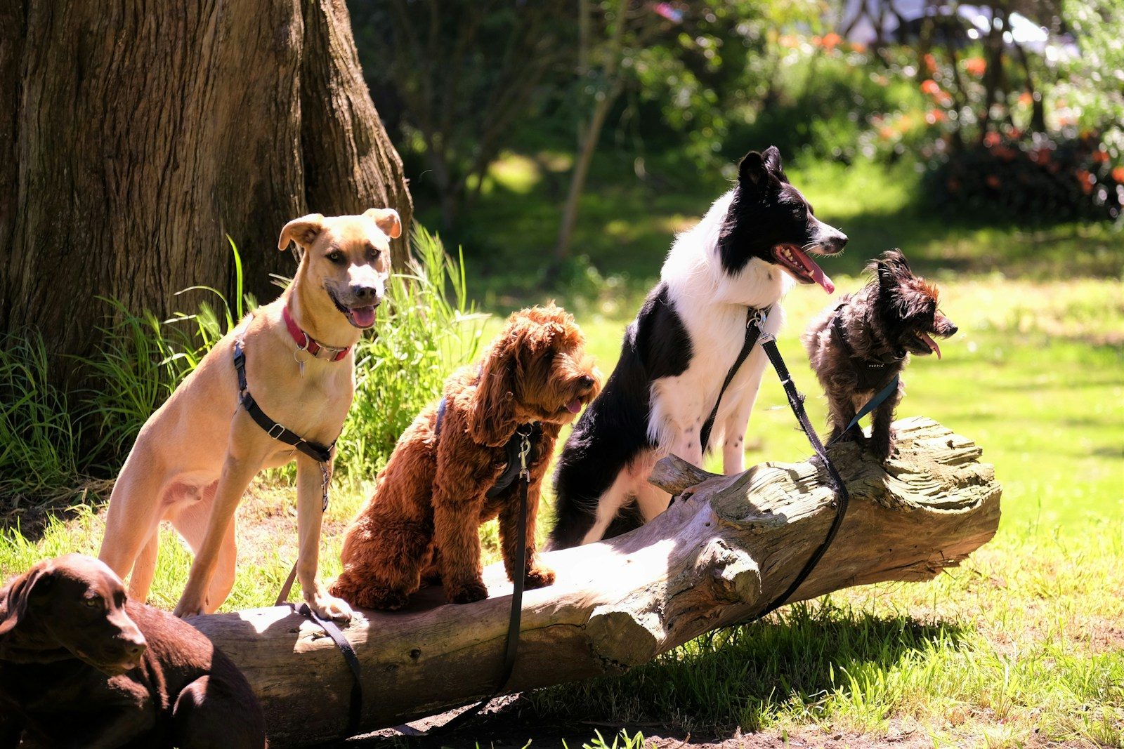 Four dogs rescued in California animal cruelty case after investigation ...