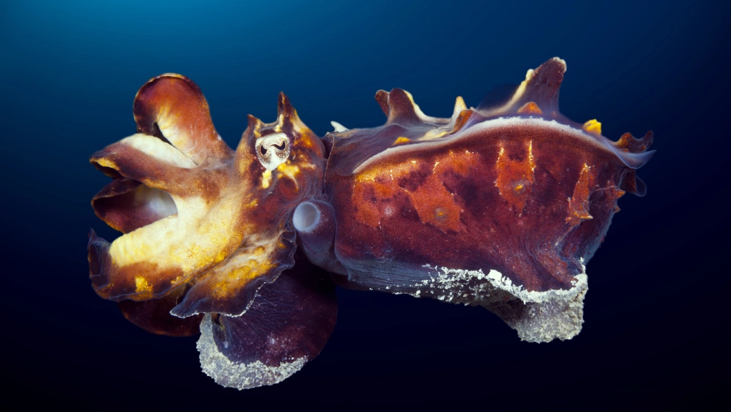 14 extraordinary animals with unusual adaptations