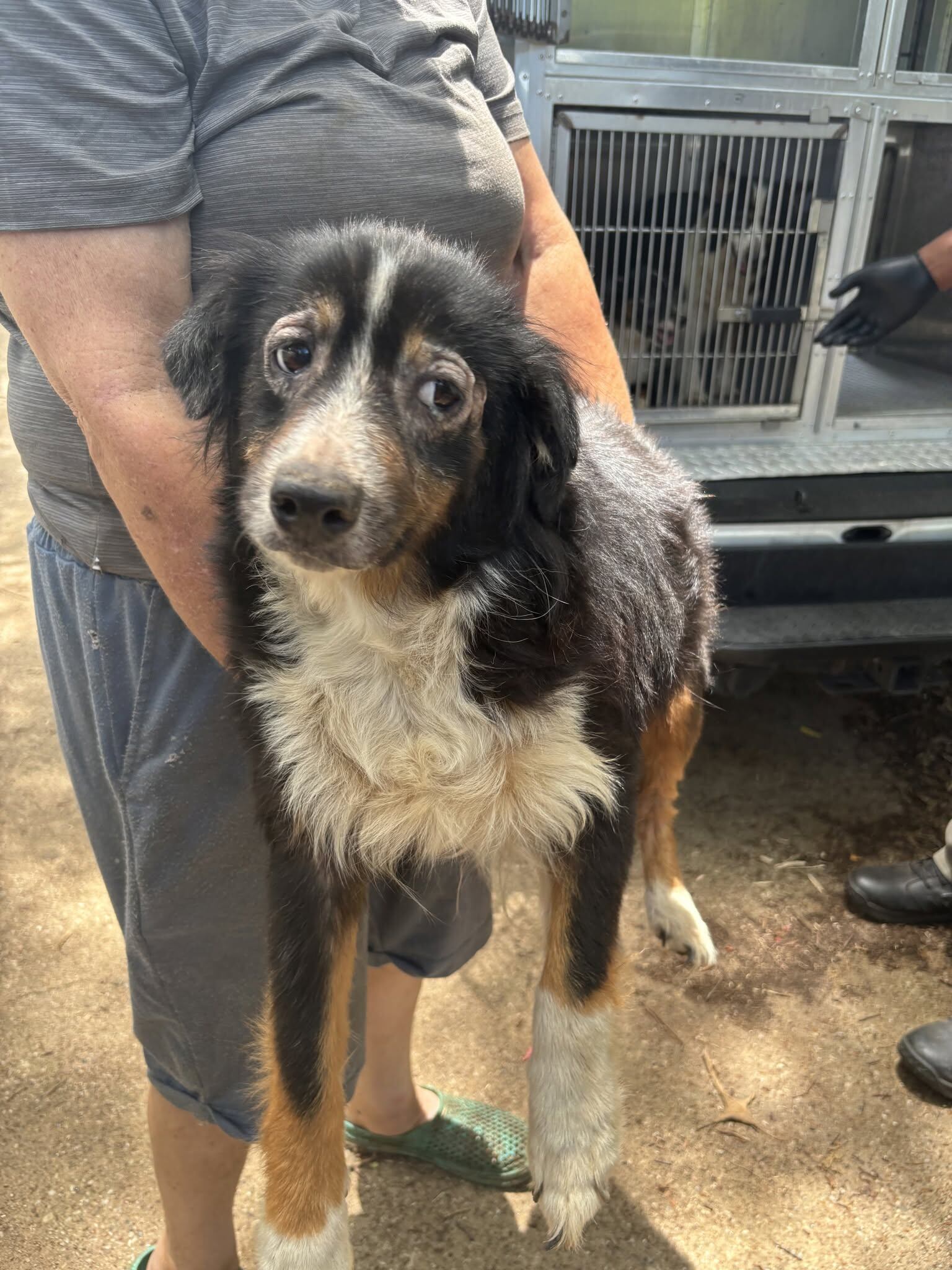 Dozens of dogs rescued from Smith County home now healing, waiting for ...