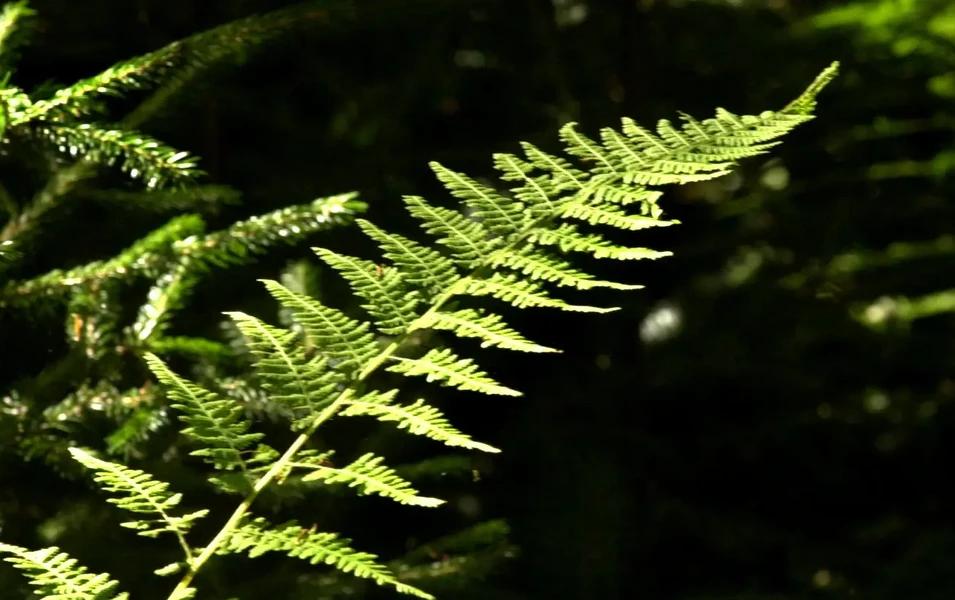 Boston fern care made simple for plant lovers