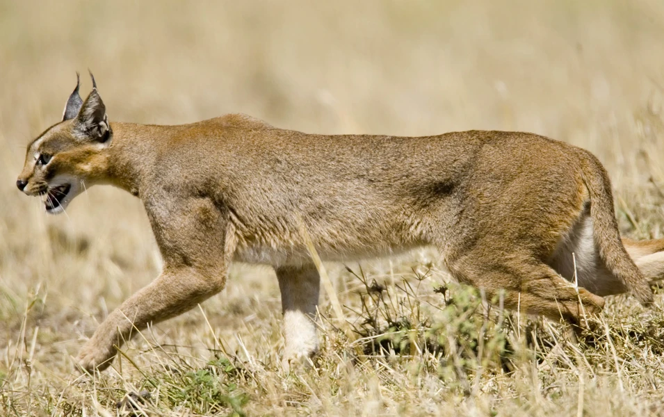 Rare caracal sighting in Kuno sparks conservation hopes