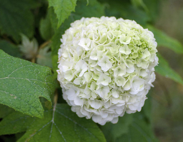 7 shrubs you almost never have to prune