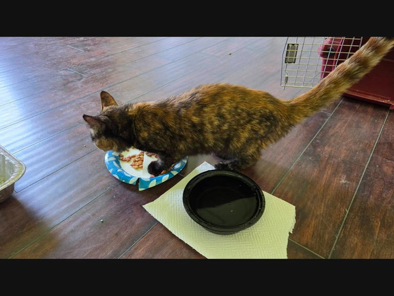 Police seek owner of lost cat in Long Valley