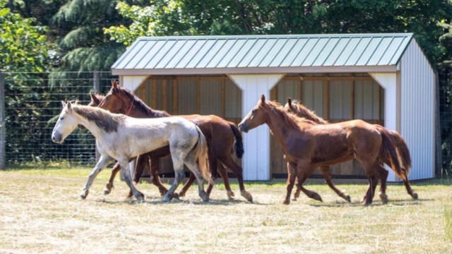Nine escaped wild mustangs are corralled in North Carolina, but one ...