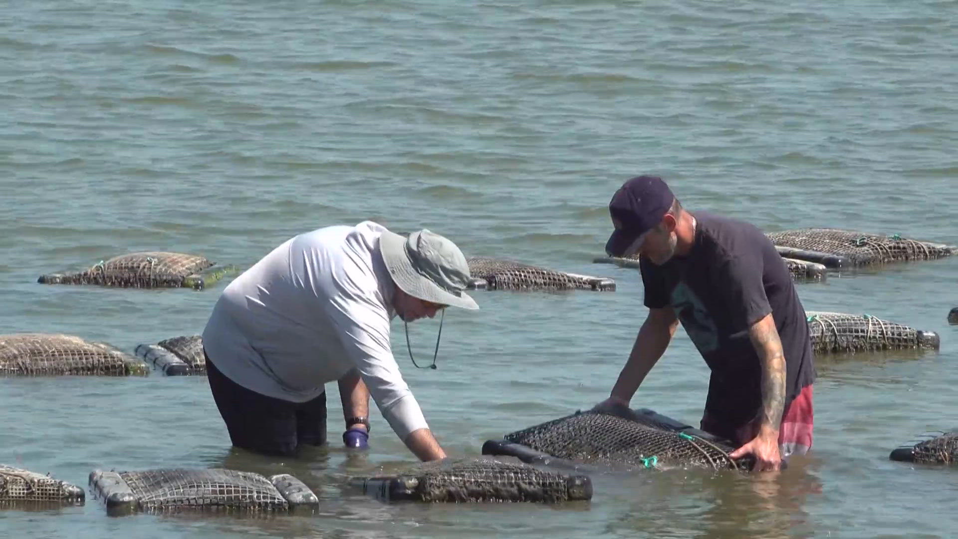 Inside Virginia's oyster industry