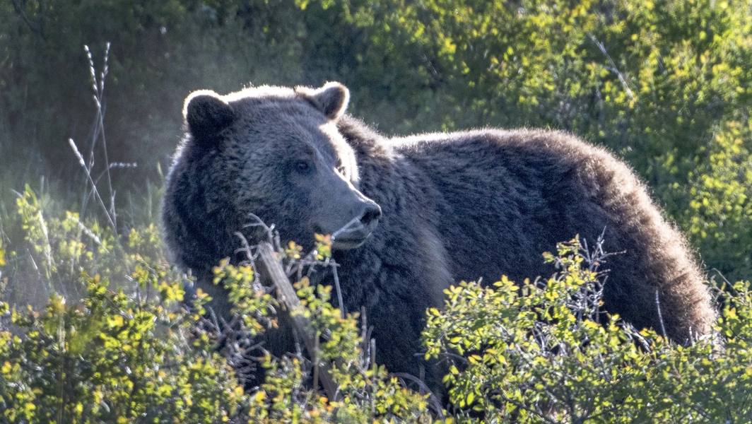 Grizzlies' alpine moth feast in Yellowstone