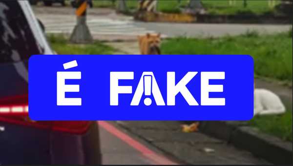 É #FAKE vídeo de gatinho flagrando traição; cena foi gerada com ...