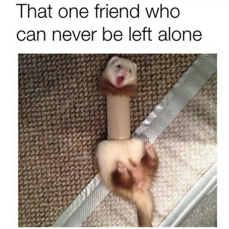 Friday feral fun featuring 25 wild animal posts of preciousness