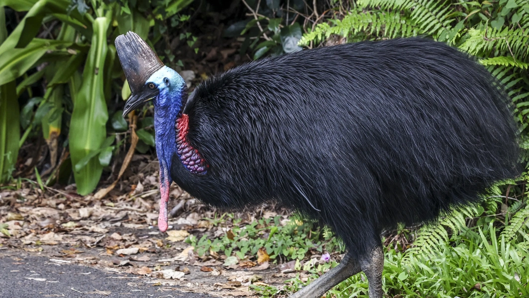 Cassowary facts, behavior, and conservation