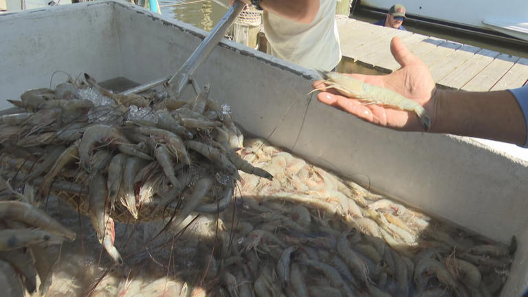 Mobile Bay shrimp harvest brings fresh catch to Fairhope Marina