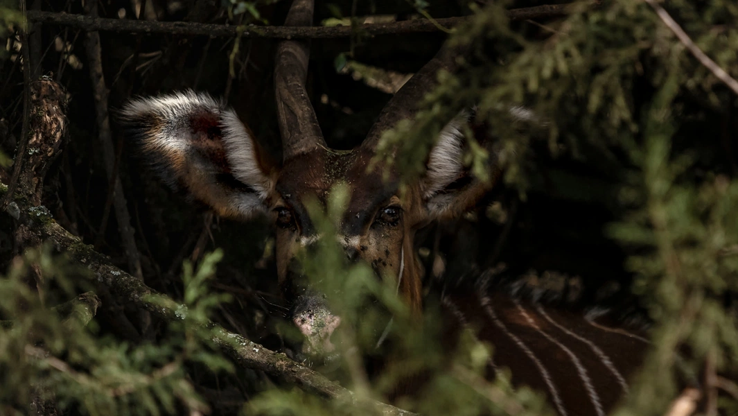 Rare mountain bongos spotted in Kenya forest after years unseen