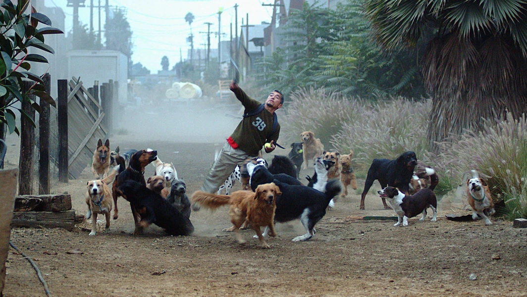 Understanding canine behavior and owner influence